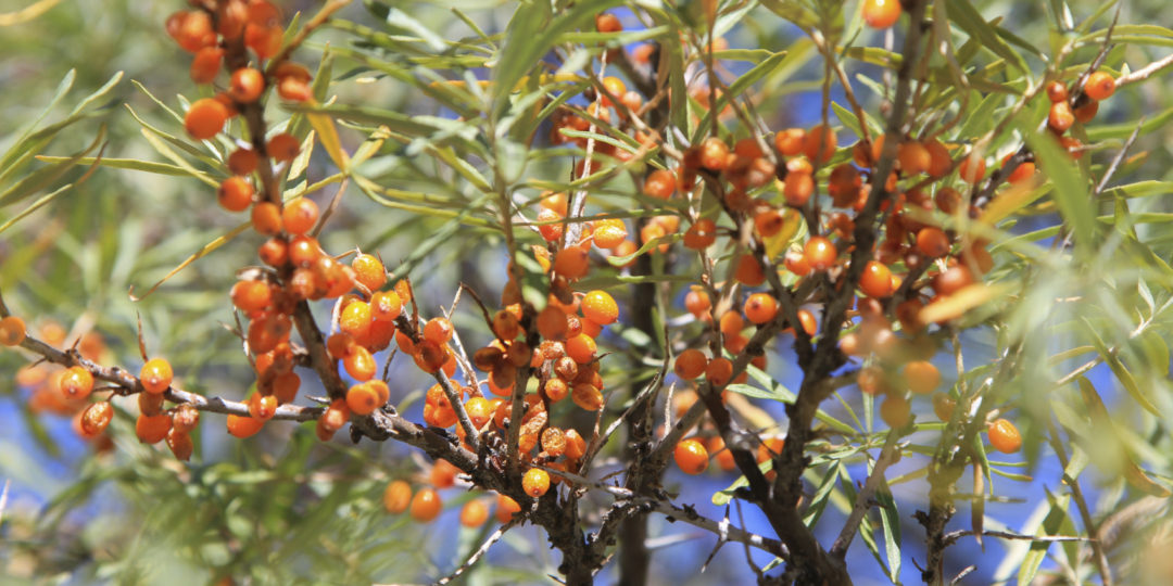 Netradiční ovoce, které zaútočí na vaše chuťové buňky – blog.zelenekolo.cz
